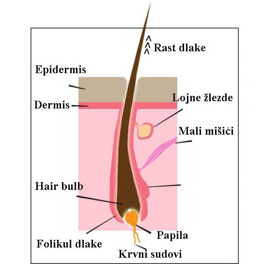 Anatomija kose - Od čega se sastoji folikul?
